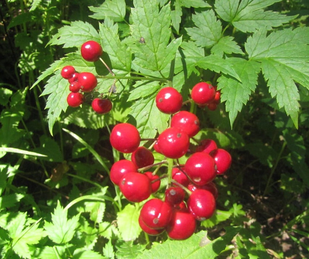 RED BANEBERRY Actaea Rubra Native Hardy Perennial Woodland 5 - Etsy