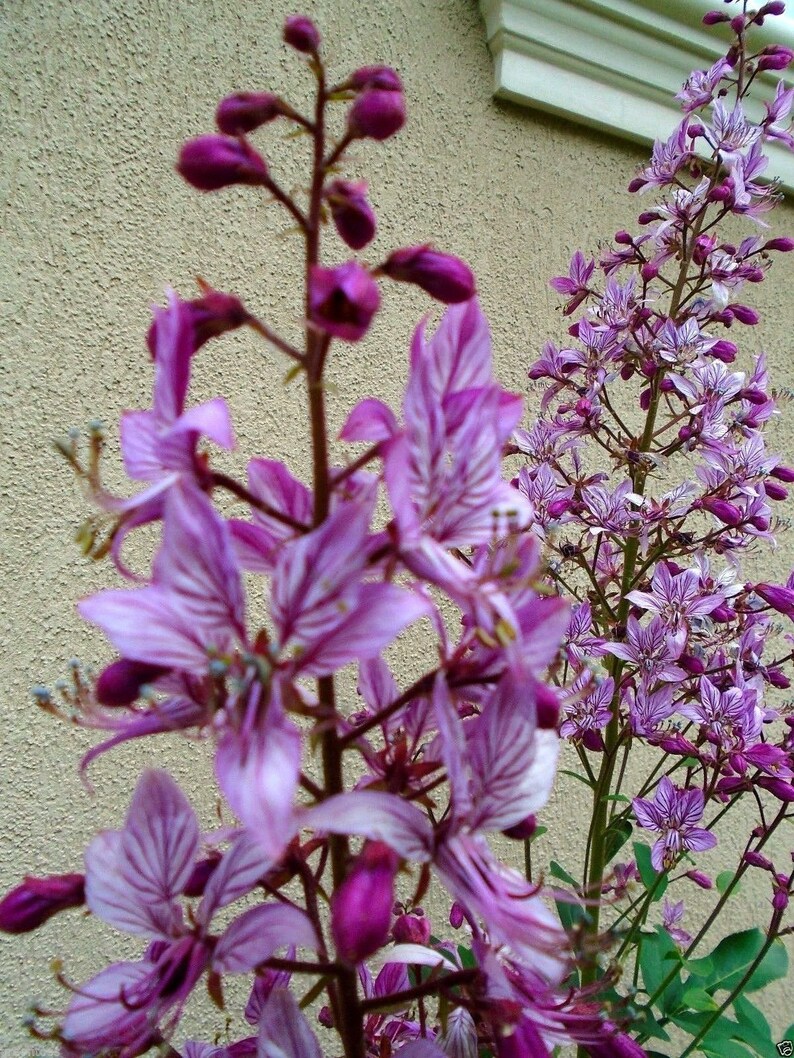 PINK GAS PLANT Dictamnus Flammable! Burning Bush Perennial Fireweed - Etsy
