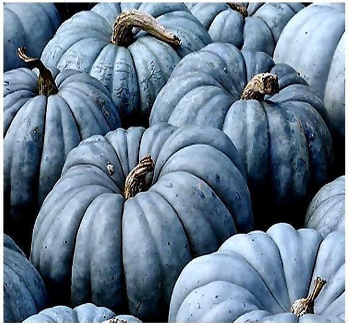 QUEENSLAND BLUE PUMPKIN Jarrahdale Cucurbita Large 10 Seeds - Etsy Denmark