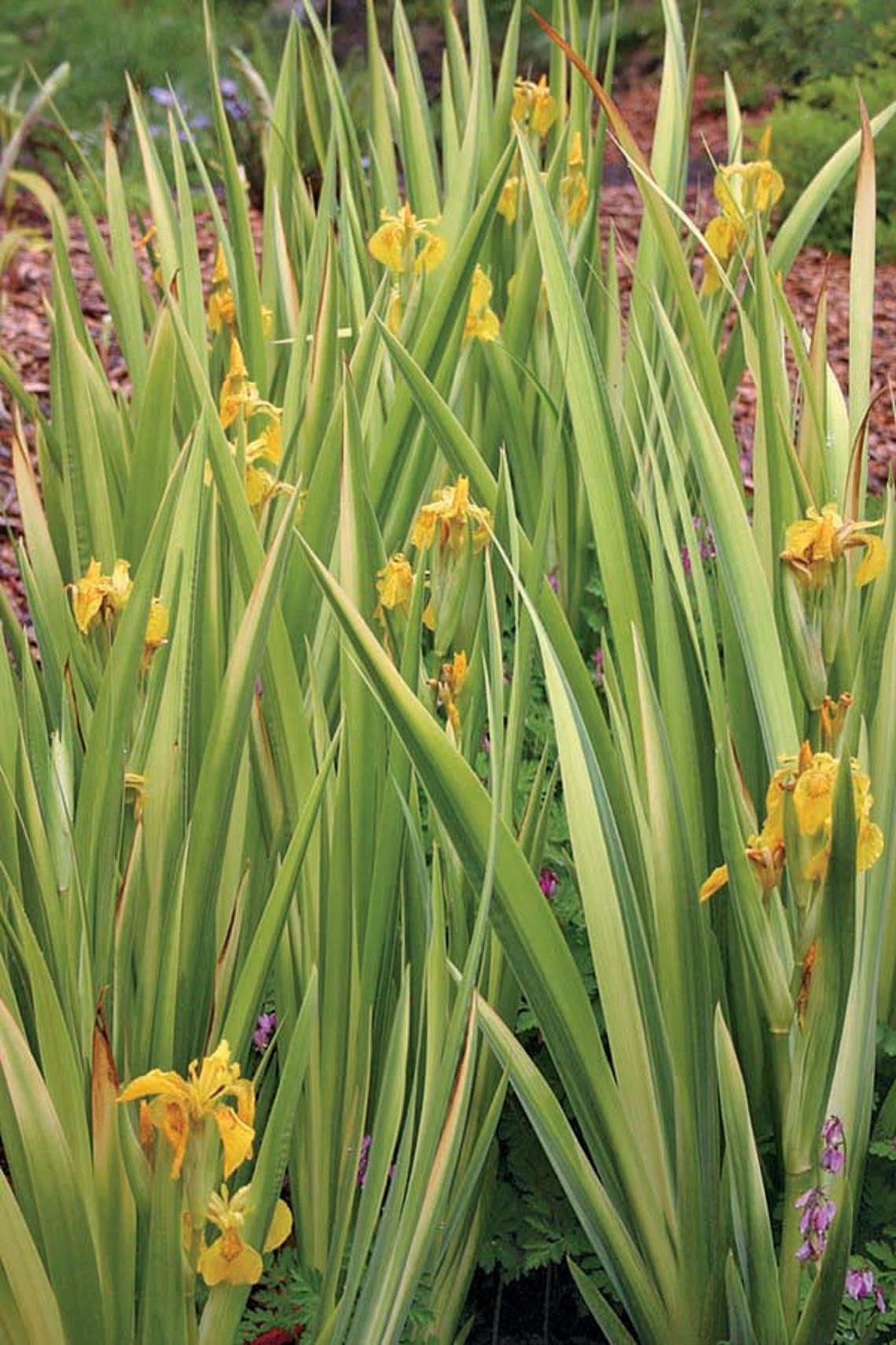 VARIEGATED IRIS Pseudacorus Variegata Flag Perennial Bog Water | Etsy ...