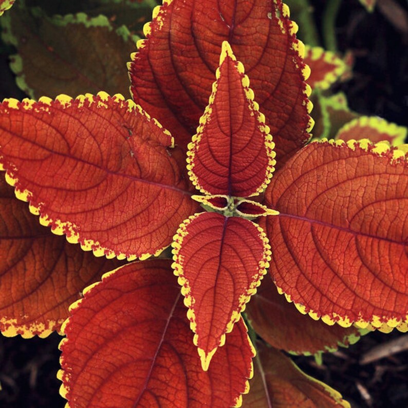ORANGE SUNSET COLEUS Glowing Foliage Flower Colorful Shade - Etsy