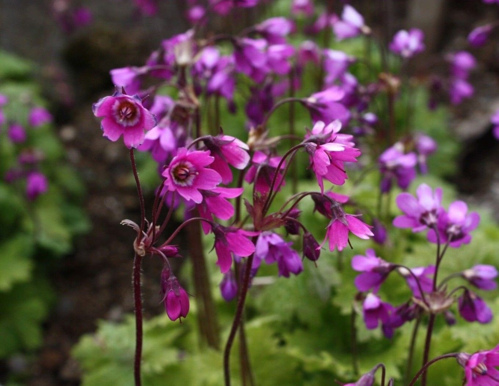 ALPINE BELLS Cortusa Matthioli Hardy Perennial Primula Native | Etsy