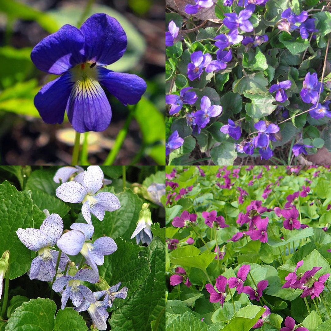 VIOLET MIX 'sorority Sisters' Viola Sororia, Hardy Perennial, 10 Seeds ...