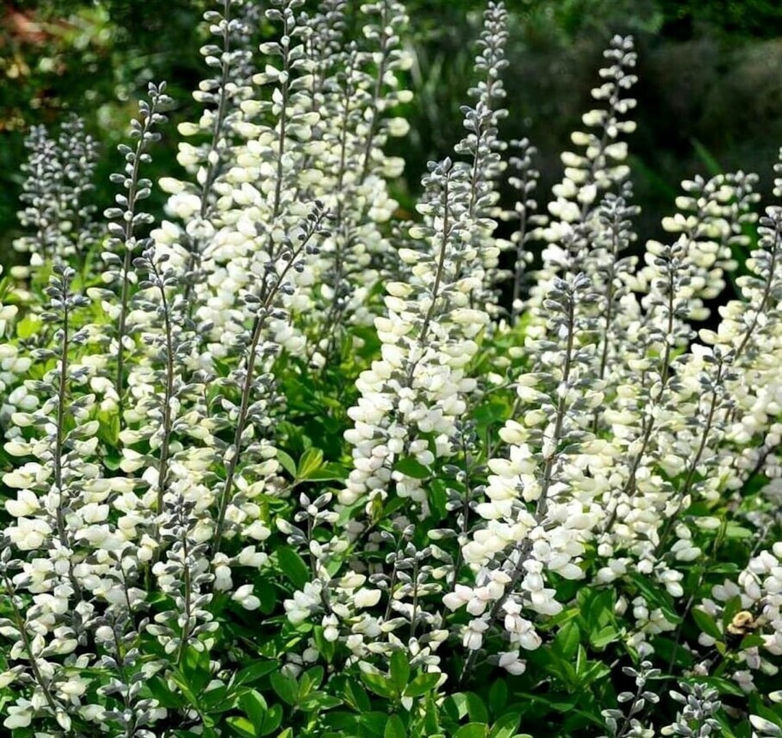 WHITE WILD INDIGO Baptisia Alba Hardy Wildflower Perennial - Etsy