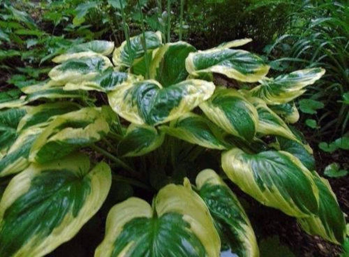 MASSIVE GIANT HOSTA Huge Large Thick Leaves Shade Bulk | Etsy