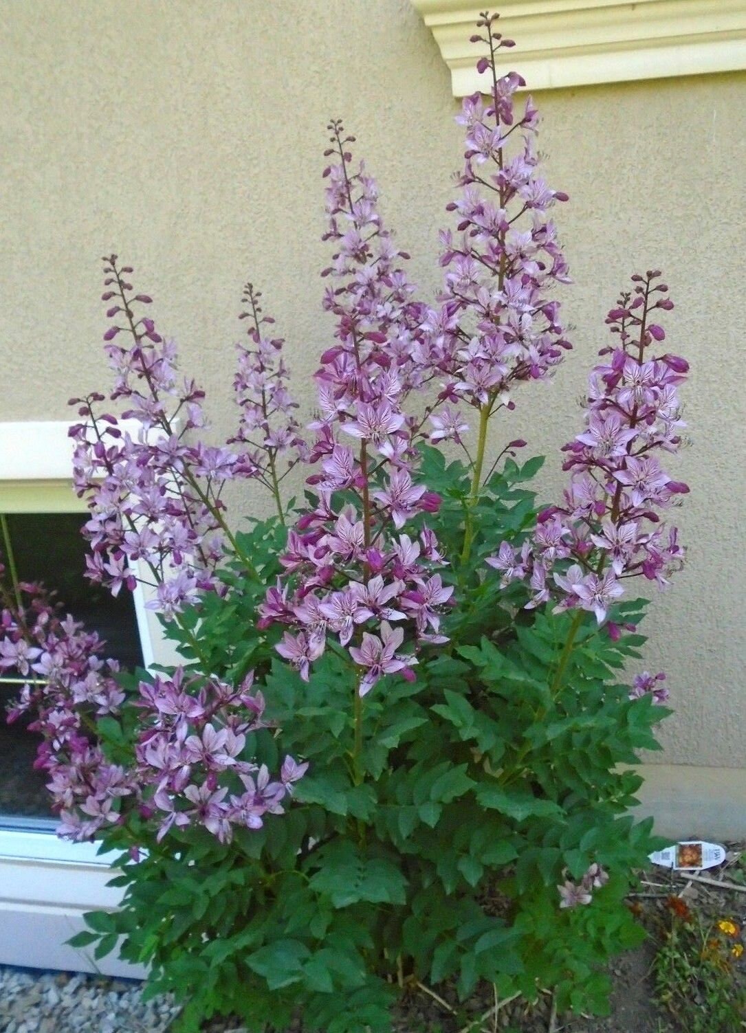 PINK GAS PLANT Dictamnus Flammable! Burning Bush Perennial Fireweed - Etsy
