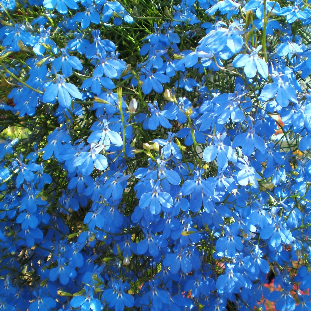 TRAILING LOBELIA 'cambridge Blue' Lobelia Erinus, 25 Rare Seeds - Etsy