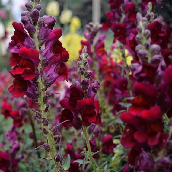 Black Prince Snapdragon