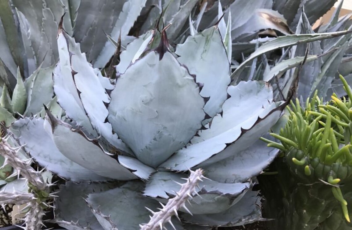 Alabaster White Agave Chalk Agave Agave Titanota - Etsy Australia