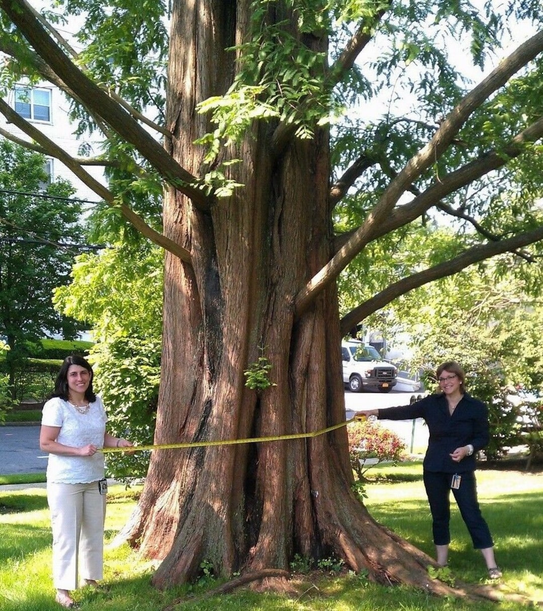 Dawn Redwood Tree