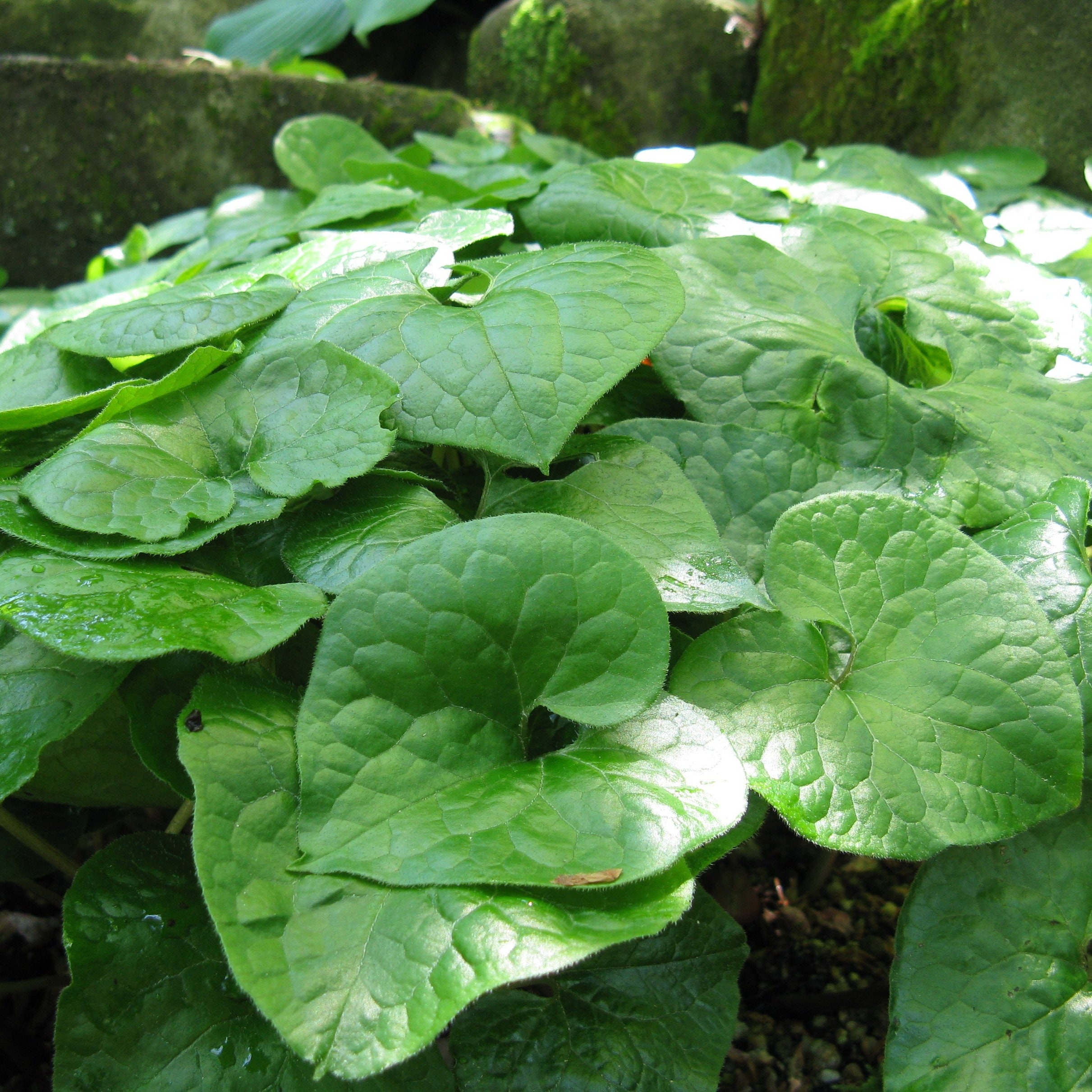 WILD GINGER Asarum Caulescens Hardy Wildflower Perennial 5 - Etsy Canada