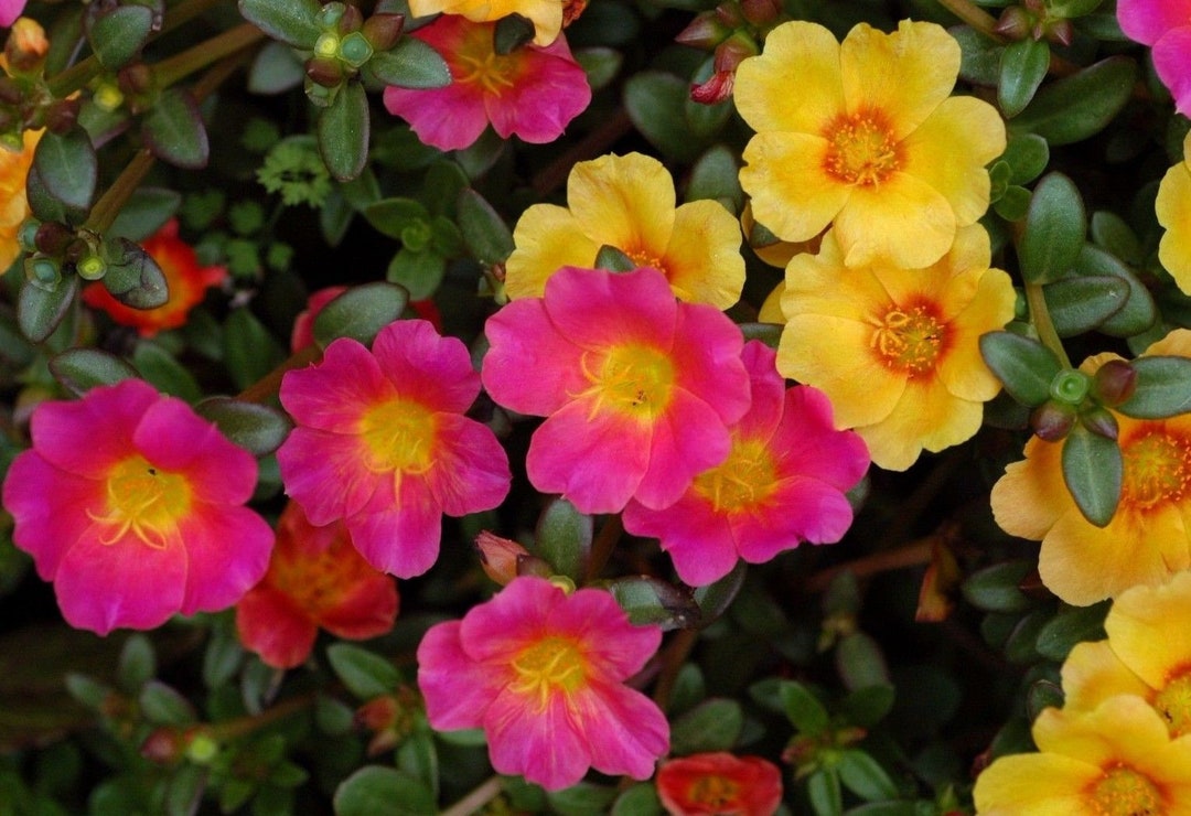 Rock SUN ROSE Mix Hardy Perennial Helianthemum Mutabile Sunrose 20 Rare ...