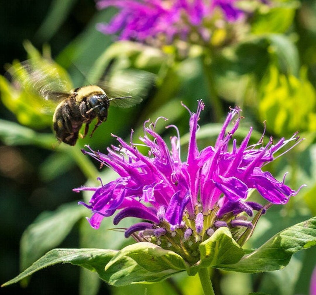 PURPLE BEE BALM Monarda Didyma Bergamot Perennial Pollinators - Etsy Canada