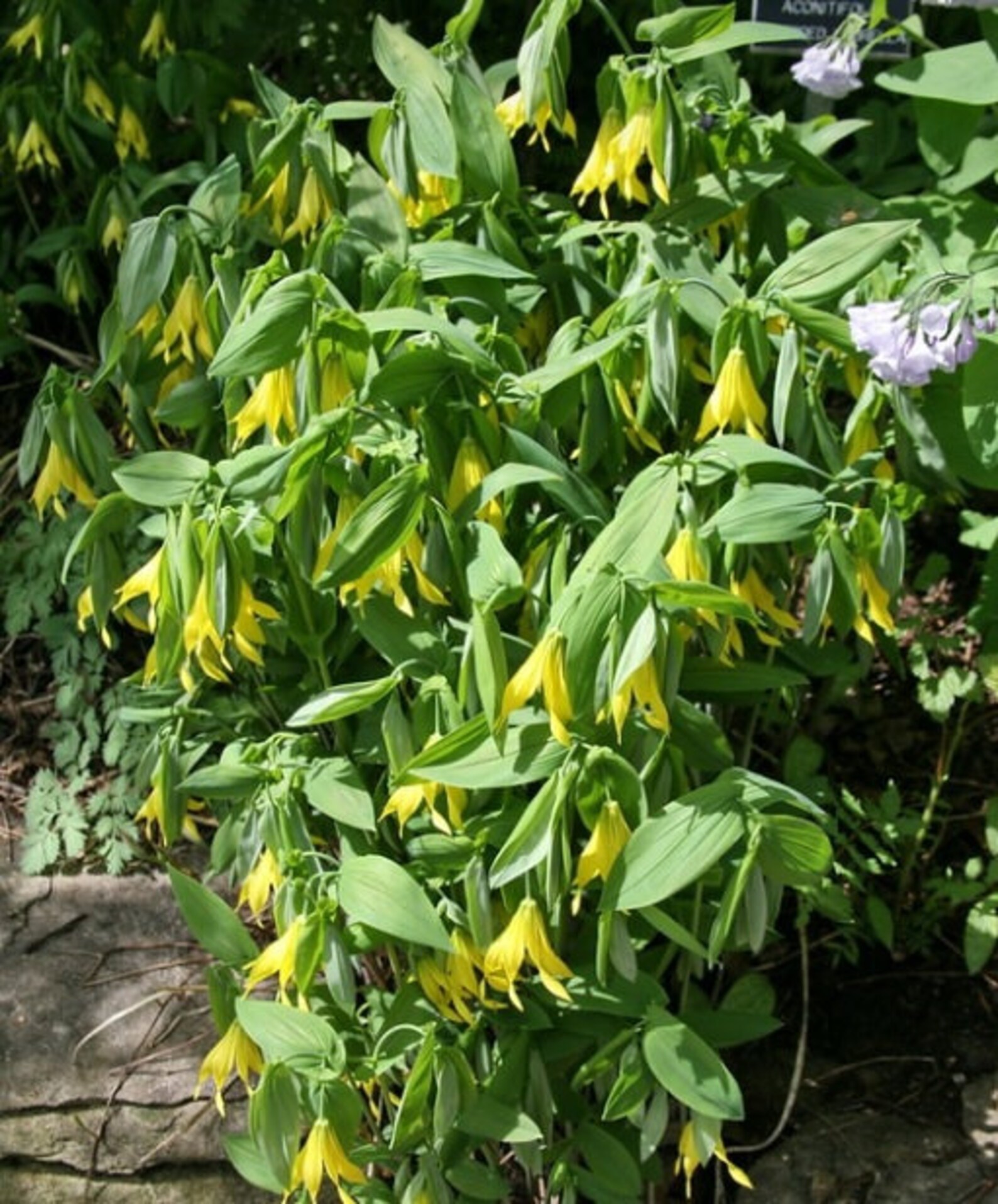 BELLWORT Uvularia Grandiflora Yellow Wildflower Native | Etsy