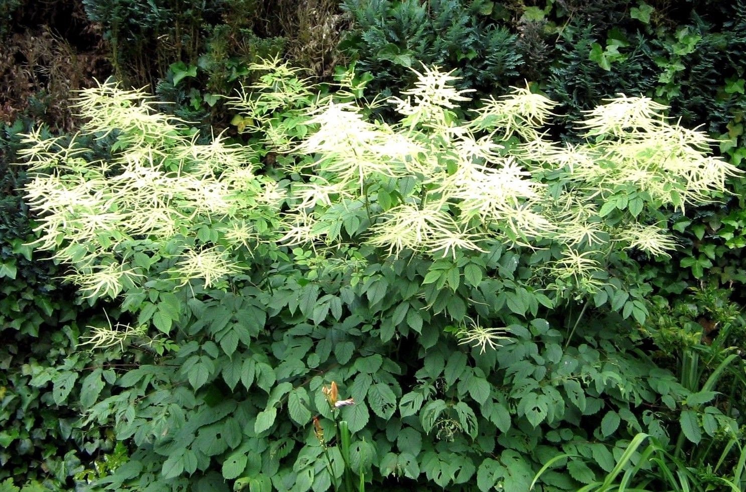 GOATSBEARD Aruncus Tall Hardy Perennial Goat's Beard 30 | Etsy