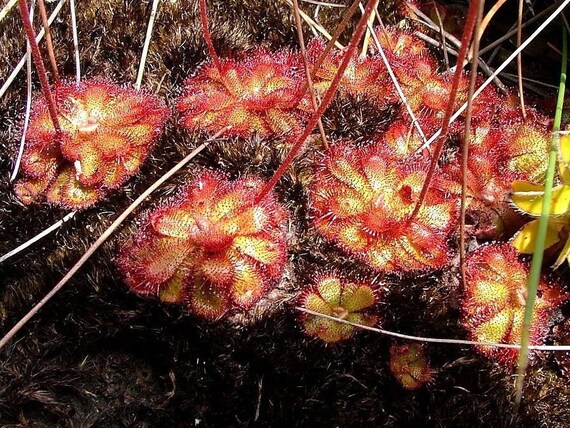 ALICE SUNDEW Drosera Aliciae South African Carnivorous Plant 5 | Etsy ...