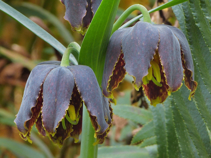 CHOCOLATE LILY, FRITILLARY Rice Grain brfritillaria Affinis ...