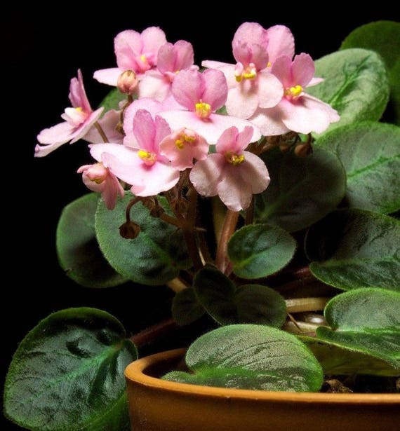 Outdoor & Gardening Home & Living purple violet Mini African Violet ...