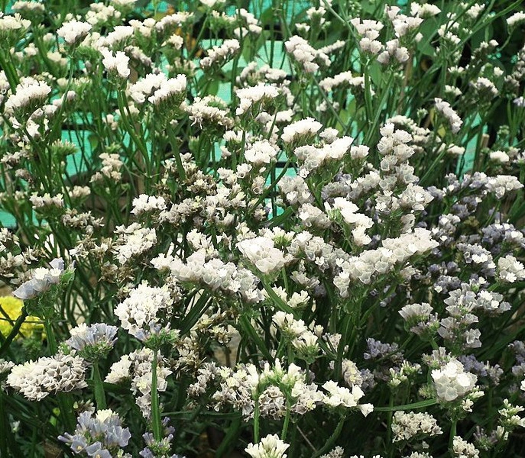 STATICE QIS WHITE Limonium Sinuatum Cut-flower Dried - Etsy