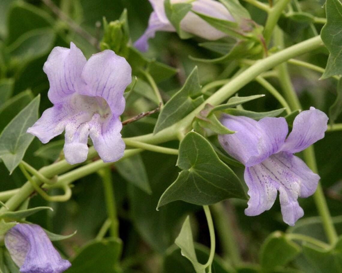 MIX CLIMBING SNAPDRAGON Mexican Viper Asarina Maurandya | Etsy