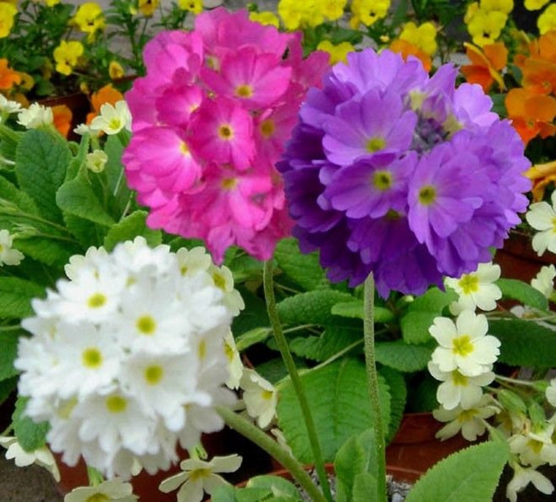 DRUMSTICK PRIMROSE Primula Denticulata Hardy Perennial Balls | Etsy
