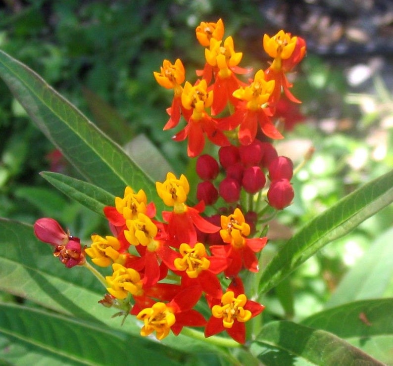 MILKWEED SILKY RED Asclepias Curassavica Mexican Bloodflower | Etsy