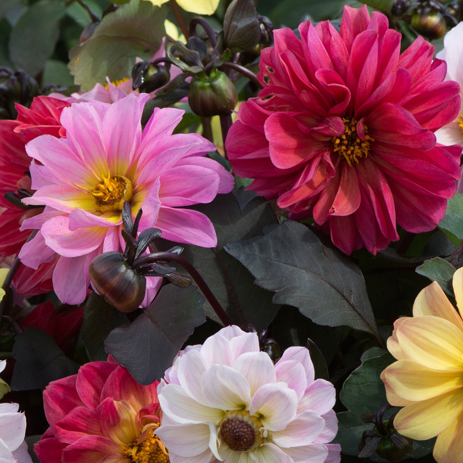 DARK FOLIAGE DAHLIA Annual Forms A Bulb Tuber 10 Seeds - Etsy