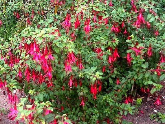 Fuchsia Bush