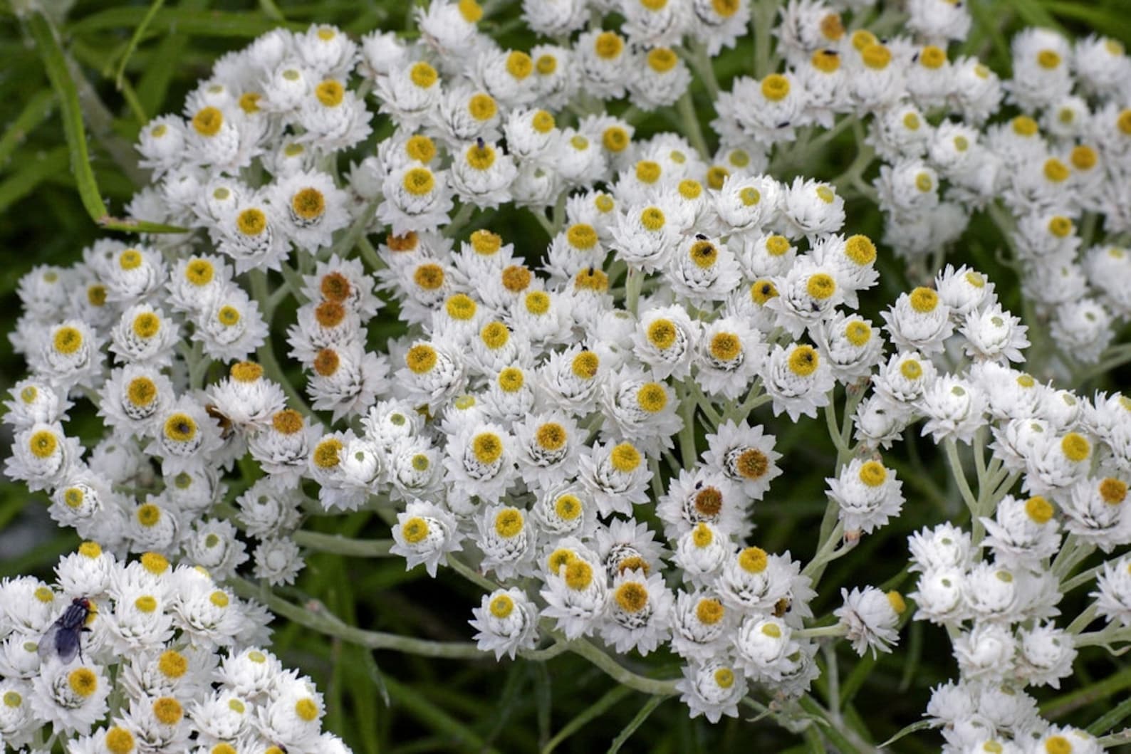 PEARLY EVERLASTING Western Anaphalis Margaritacea 10 Seeds | Etsy