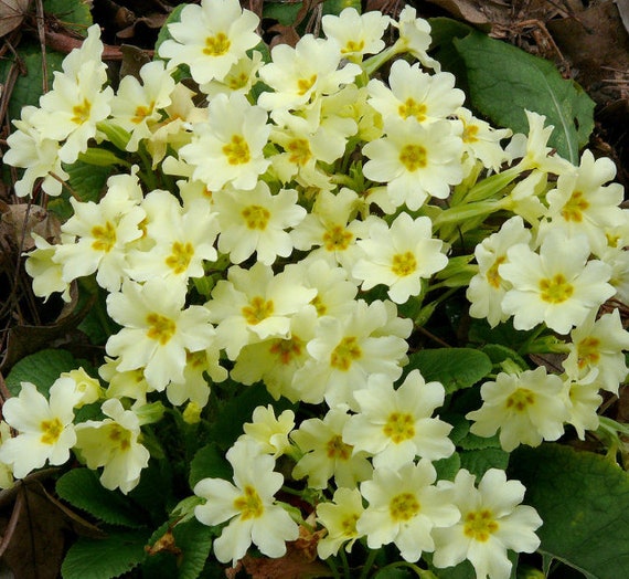 WILD PRIMROSE Primula Vulgaris Creamy Yellow White Garden | Etsy