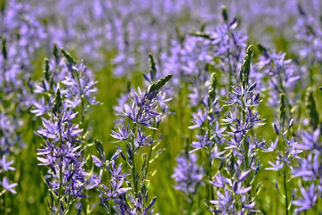 WILD HYACINTH CAMAS Camassia Scilloides Wildflower Perennial, 10 Seeds ...