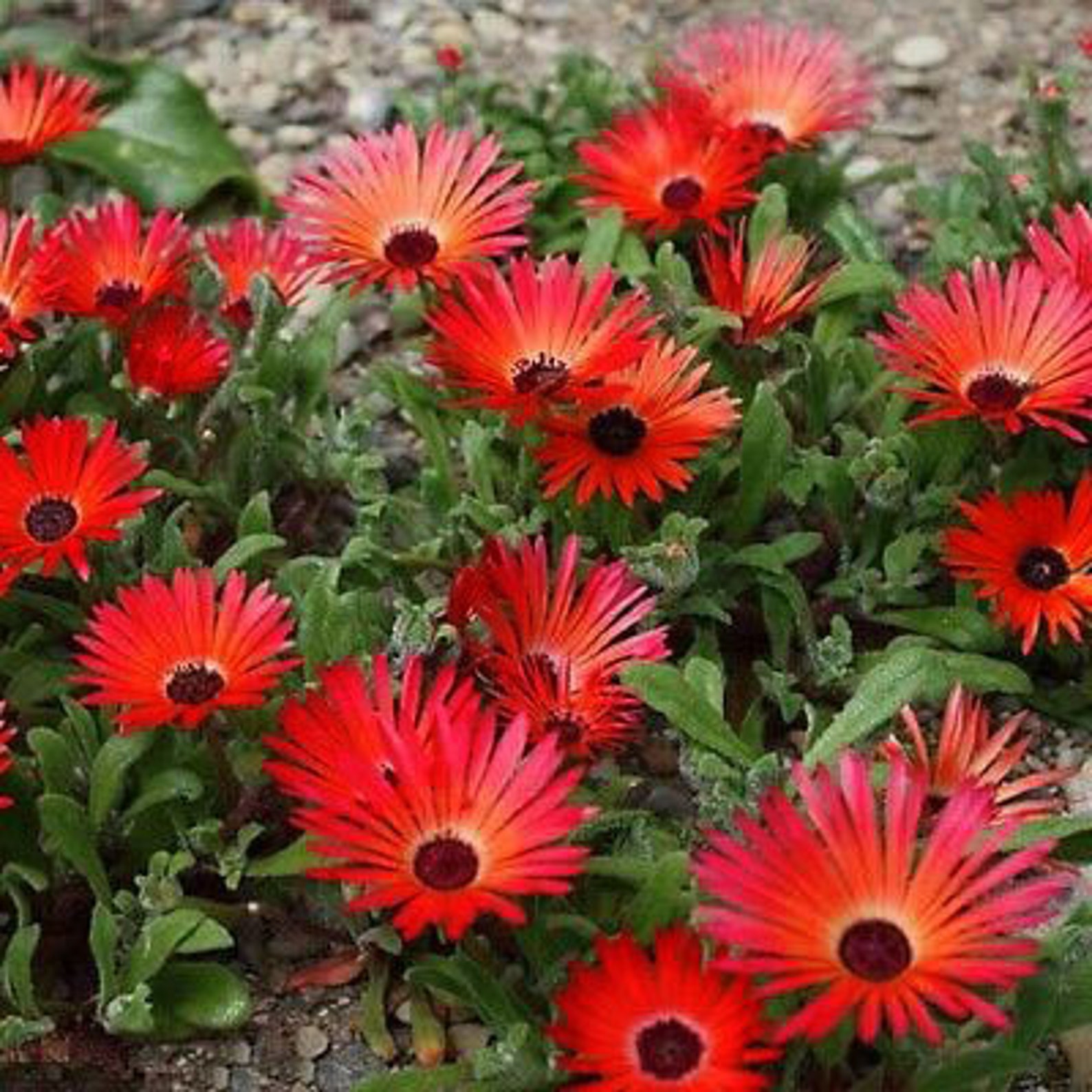 RED ICE PLANT Livingstone Daisy Dorotheanthus Bellidiformis | Etsy