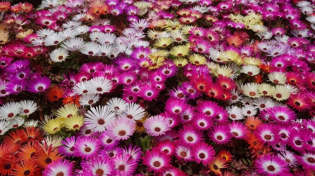 ICE PLANT MIX Livingstone Daisy Dorotheanthus Bellidiformis, 100 Seeds ...