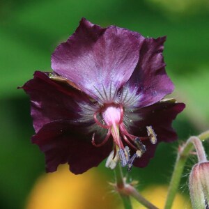 GERANIUM PHAEUM Burgundy Red Flowers Hardy Perennial Mottled Leaves, 8 ...