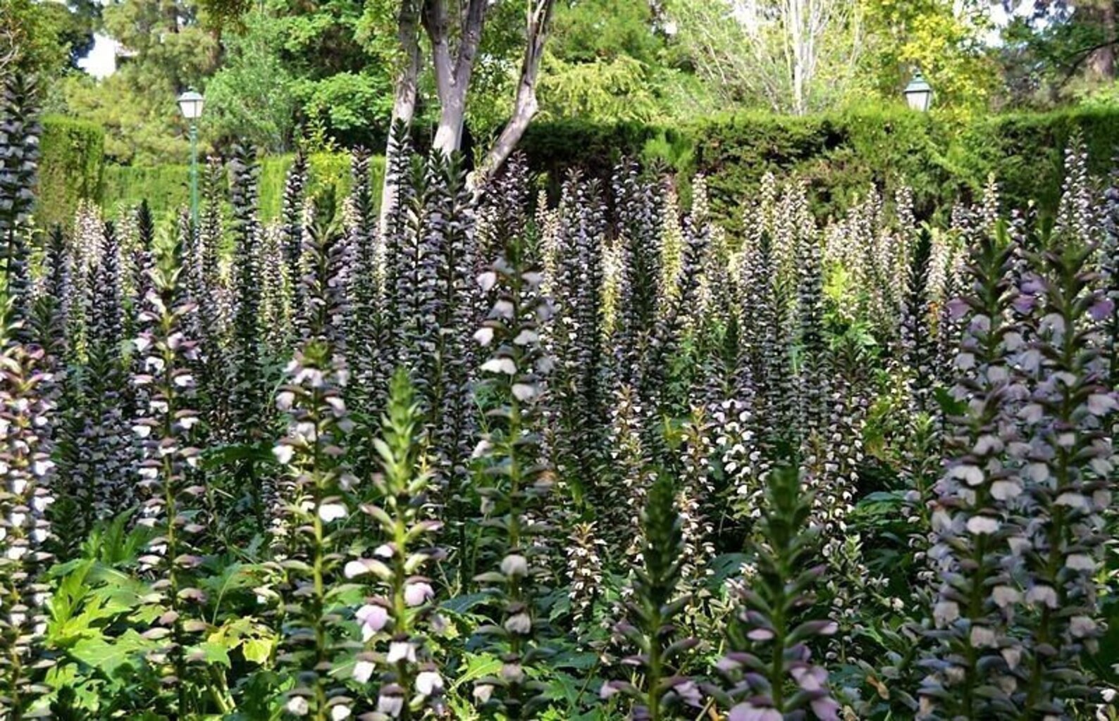 BEAR'S BRITCHES Acanthus Mollis Hardy Perennial Focal - Etsy