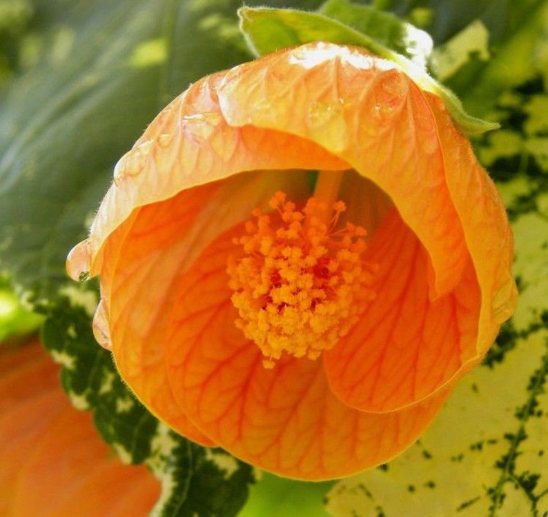 Large FLOWERING MAPLE Abutilon Striatum House Plant Large - Etsy