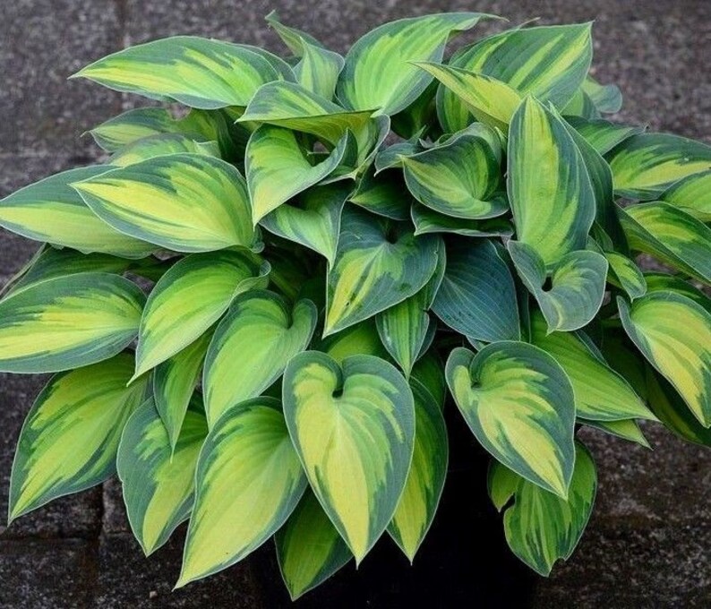 HOSTA Mix Hardy Perennial Garden Shade Sun Produces Medium - Etsy