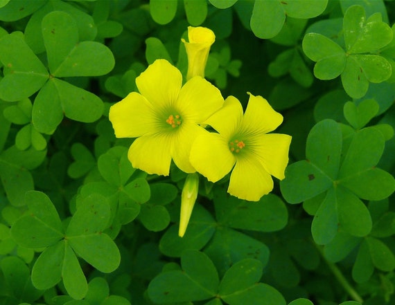 Yellow Clover Flower