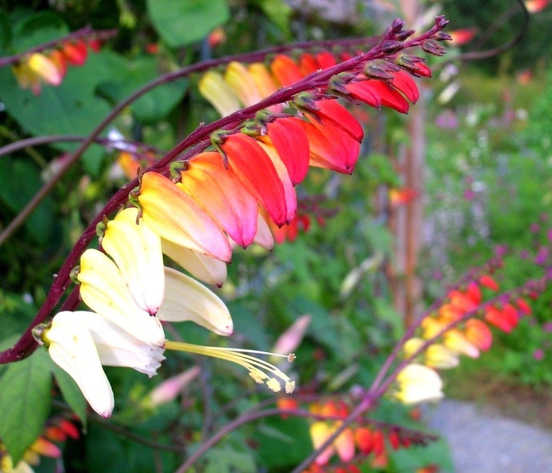 MINI LOBATA SPANISH Flag Ipomoea Lobata Climbing Vine 10 Seeds - Etsy