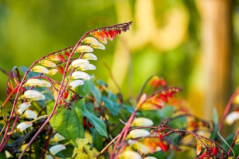 MINI LOBATA SPANISH Flag Ipomoea Lobata Climbing Vine 10 Seeds | Etsy
