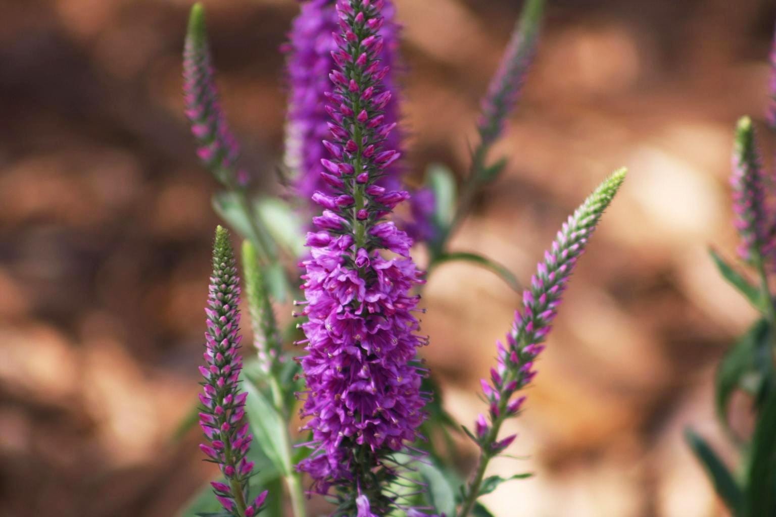 SPIKED SPEEDWELL VERONICA Spicata Pink Flower Hardy Perennial Compact ...