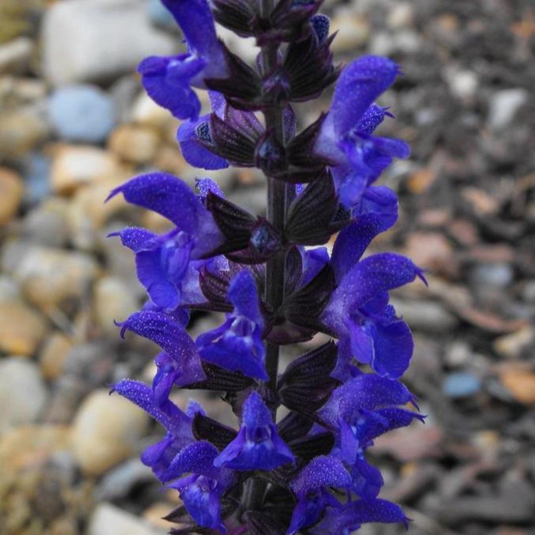 DWARF BLUE QUEEN Sage Salvia Superba Perennial, 20 Seeds - Etsy