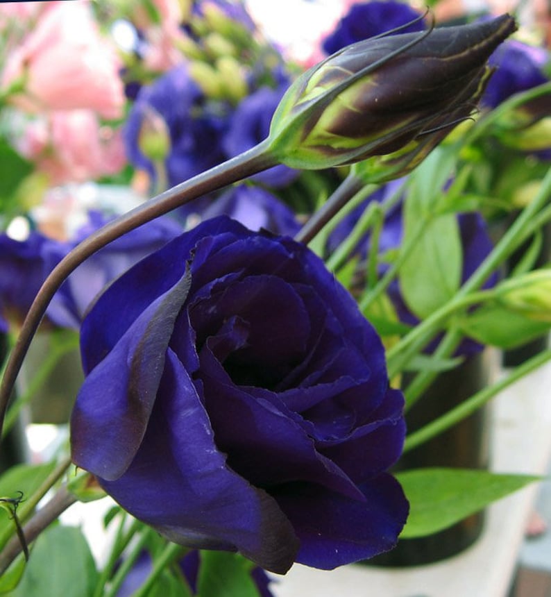 DOUBLE BLUE LISANTHUS Flowers Lisianthus Eustoma 5 Seeds - Etsy Canada