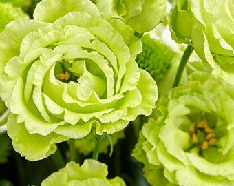 APRICOT LISANTHUS Double Flowers Lisianthus Eustoma 5 Seeds | Etsy