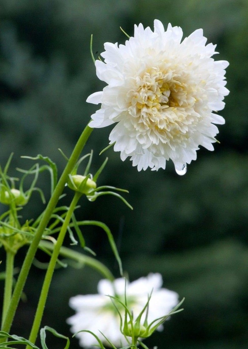 RARE DOUBLE COSMOS Flower Graceful Annual Sun Click 10 Seeds - Etsy