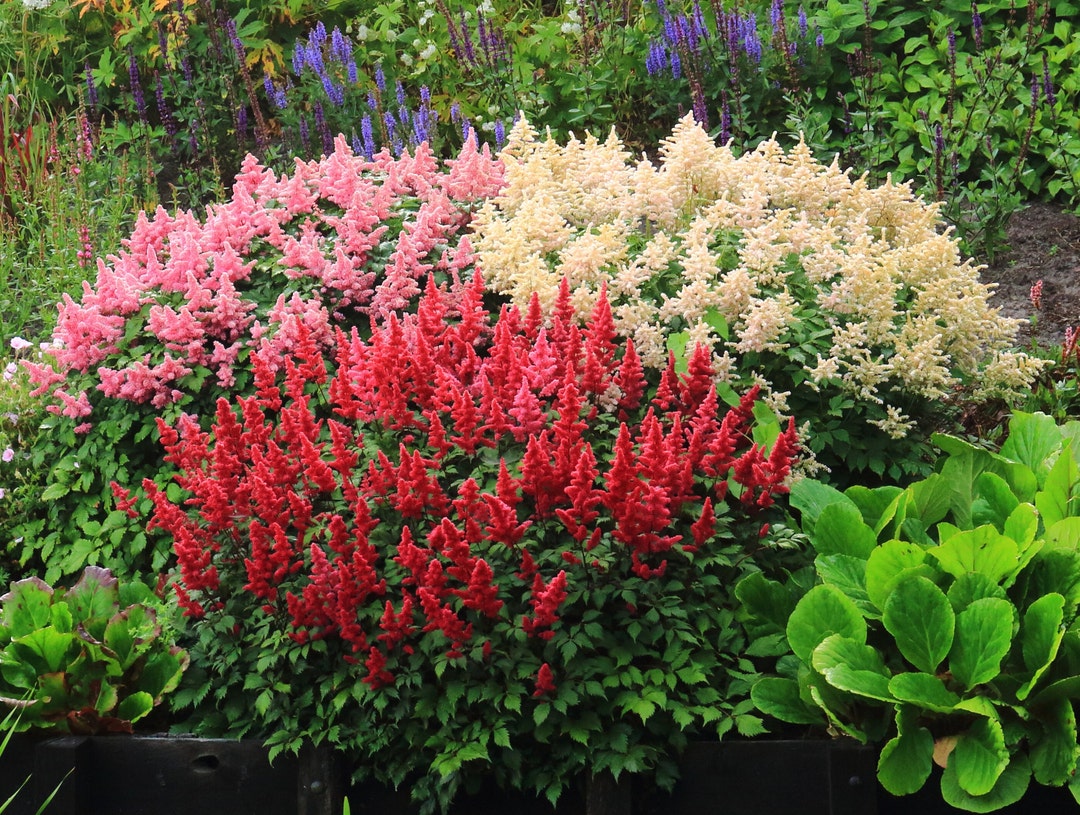 COMPACT ASTILBE Mix Dwarf Shade Perennial Arendsii , 10 Rare Seeds - Etsy