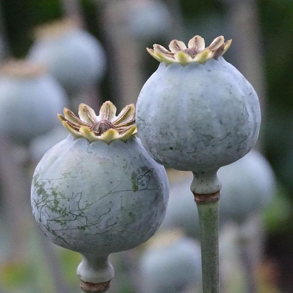 FerriSeeds - Etsy Canada