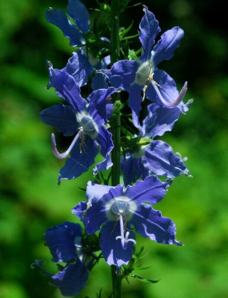 TALL BELLFLOWER Campanula Americana Wildflower Native American - Etsy