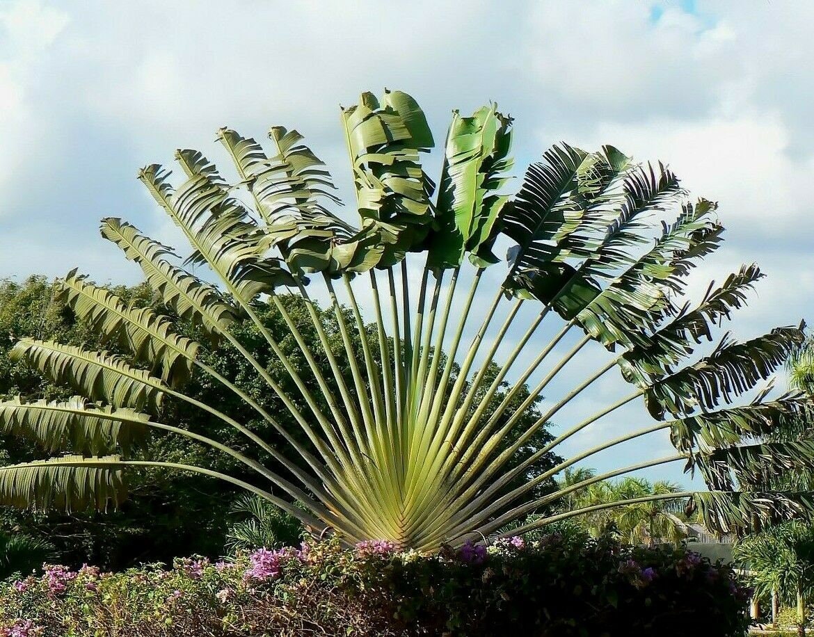 TRAVELLERS PALM Ravenala Madagascariensis 3 Rare Large Blue | Etsy
