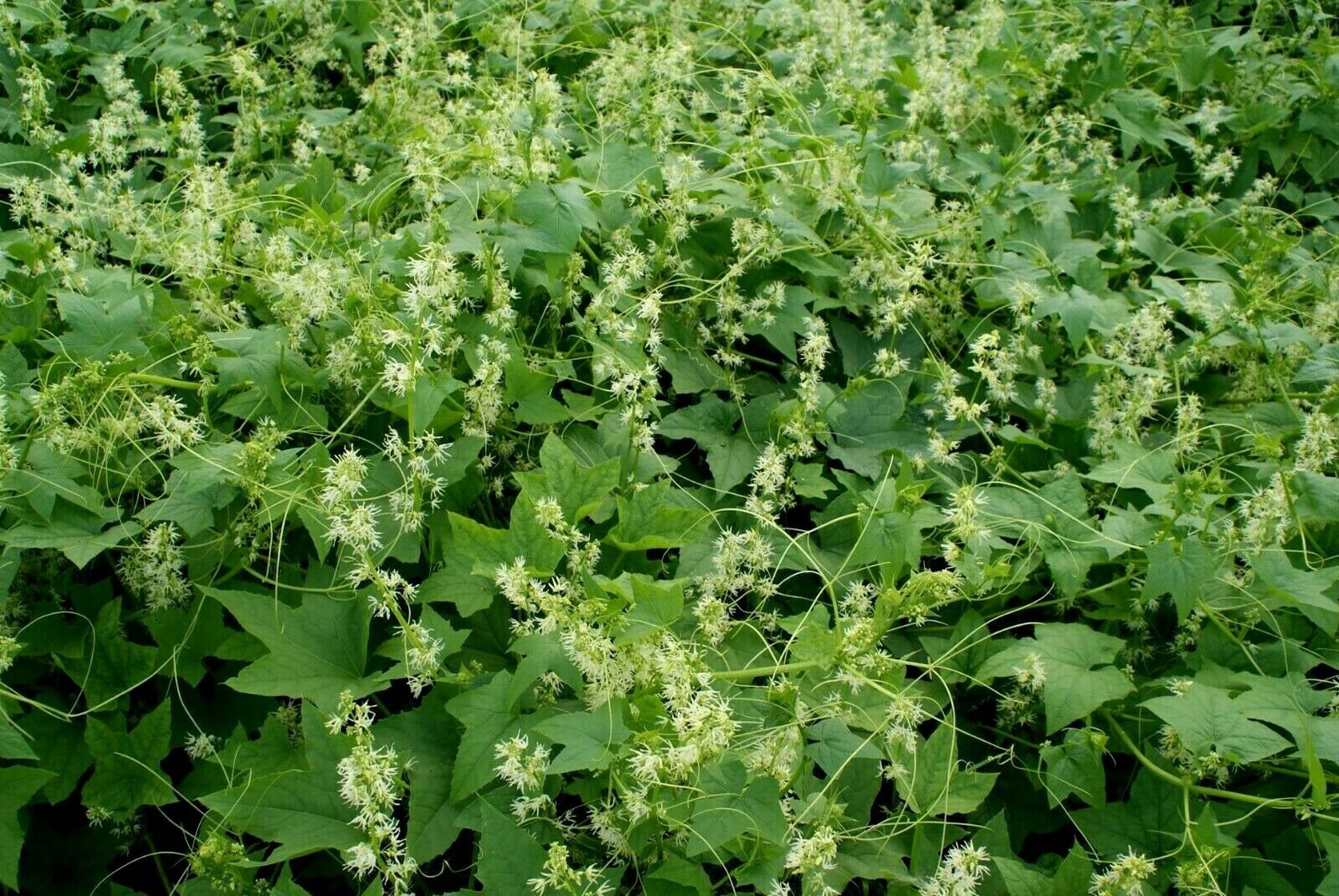 WILD CUCUMBER Echinocystis Lobata Native Ornamental Vine | Etsy